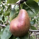 AppleWise – Wales's Favourite Fruit Nursery